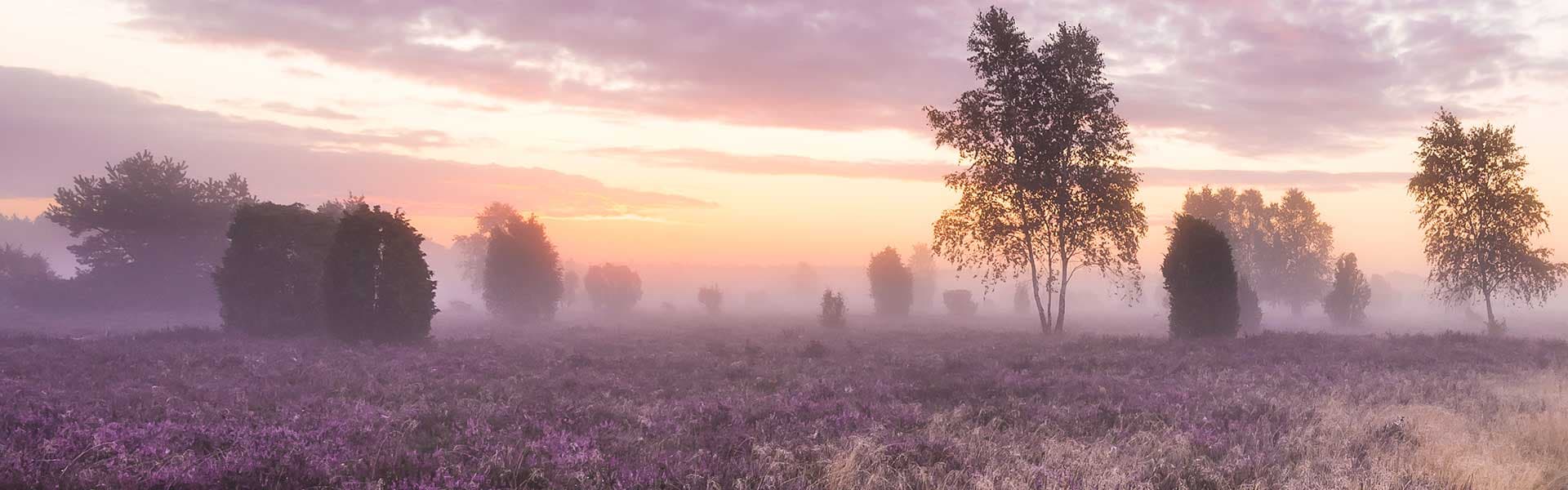 Bendestorf: Naturwunder Binnendüne Bendestorf