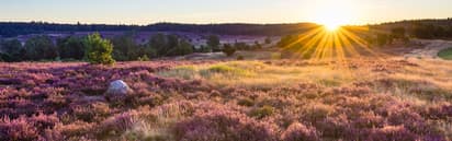 Alles über Pflege und Erhalt der Heide