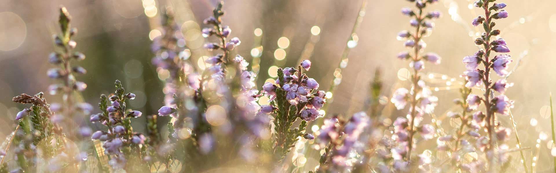 Lila Wunder: Heideblüte verzaubert